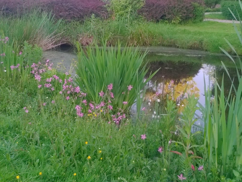 Natuurlijke oever - Tuinpark Dijkzicht